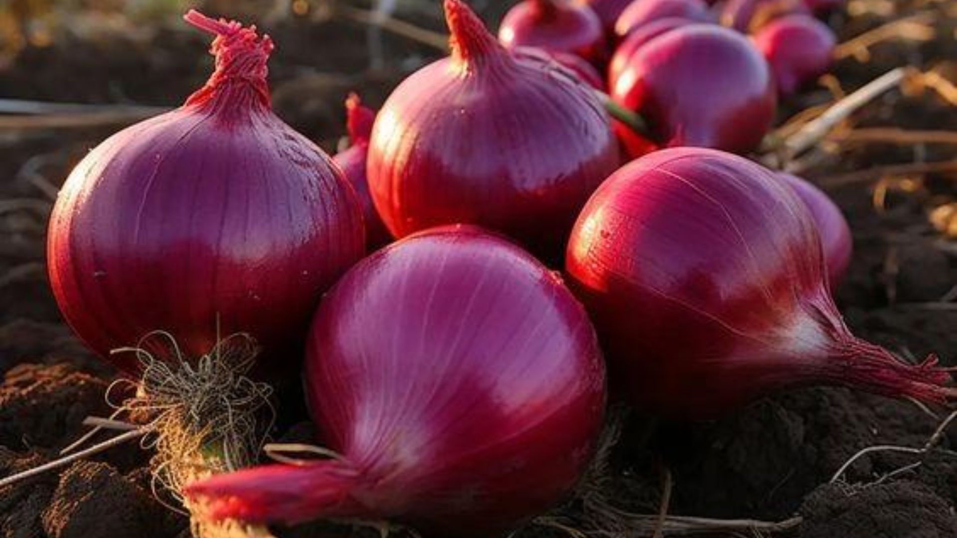 Fungsi Bawang Merah Untuk Demam, Solusi Alami yang Efektif - Bawang ...