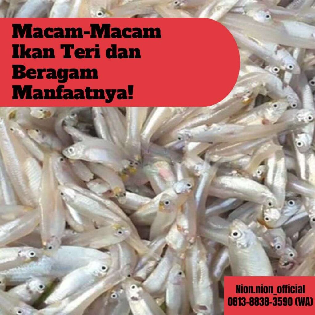 Macam Macam Ikan Teri yang Punya Segudang Manfaat