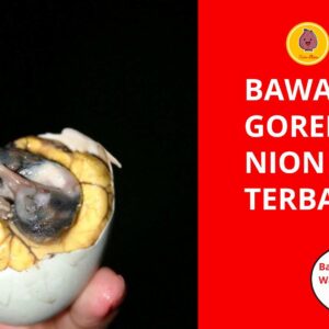 Mengenal Telur Balut: Makanan Unik yang Jadi Perbincangan