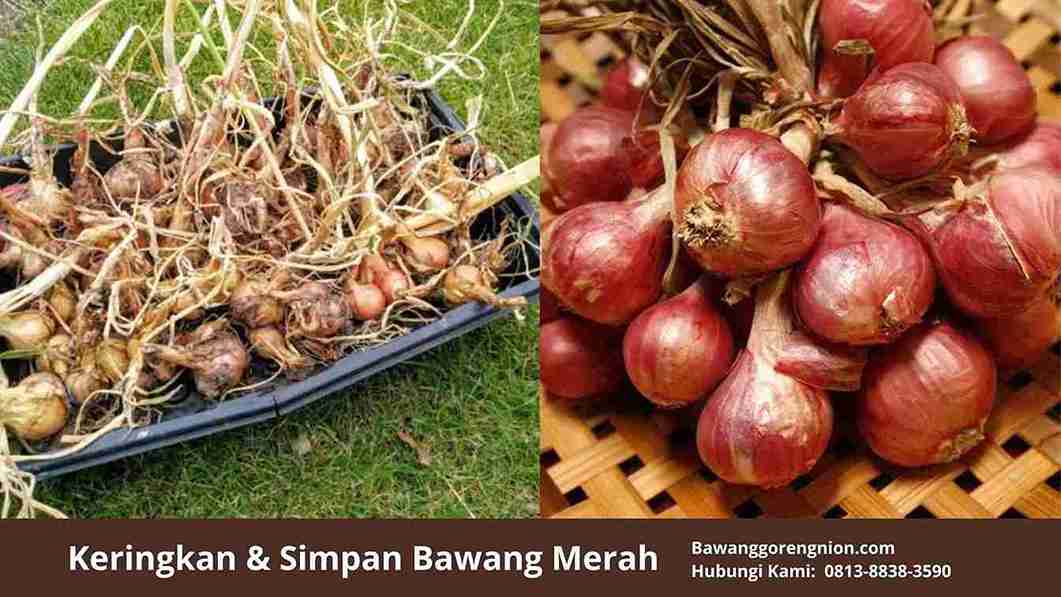 3 Cara Menyimpan Bawang Merah Setelah Panen / Baru Dipetik